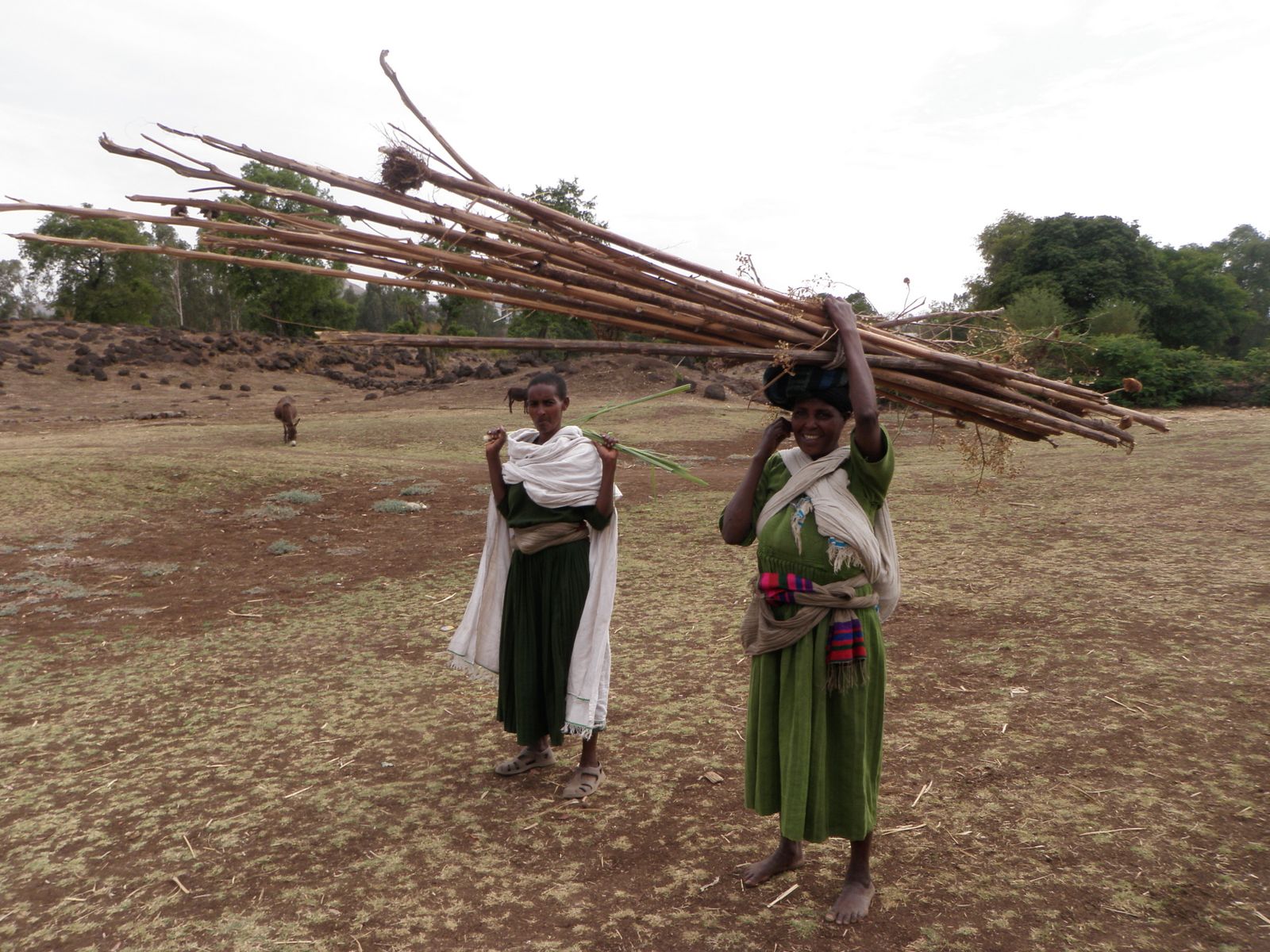 ETHIOPIA, AUSTRALIA PLANT TREES TO MARK 50 YEARS OF DIPLOMATIC ...