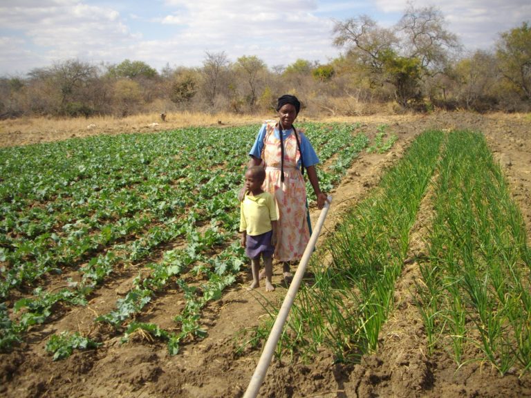 Cameroon Empower Farmers With Equipment To Boost Rice Production ...