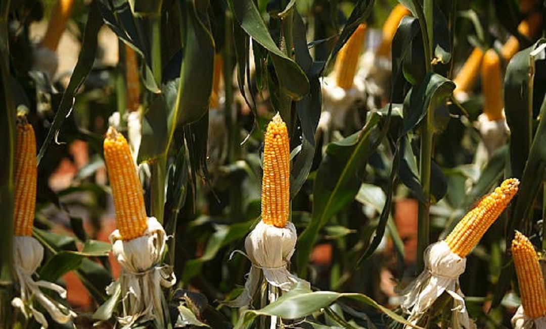 Top 10 Largest Corn Producers In Africa - African Leadership Magazine