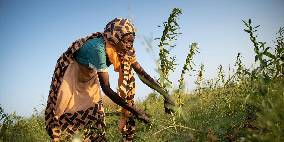 Cross-Border Collaboration In Agriculture Across Africa - African ...