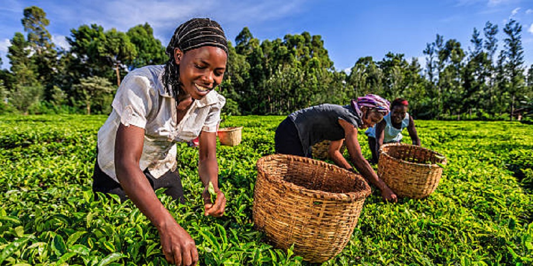Tea Exports And Dollar Flows: Kenya's Economic Dynamics - African ...