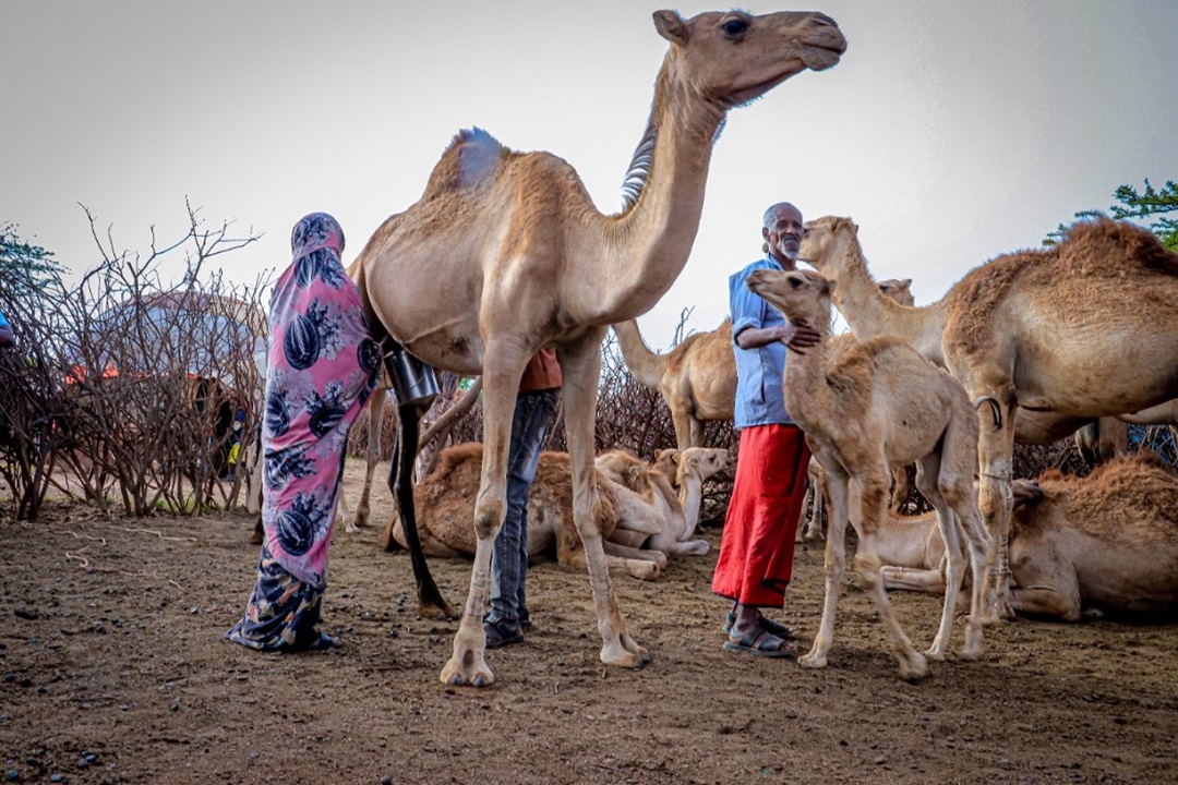 Inside Somalia’s Camel Milk Industry: What Comes Next? - African ...