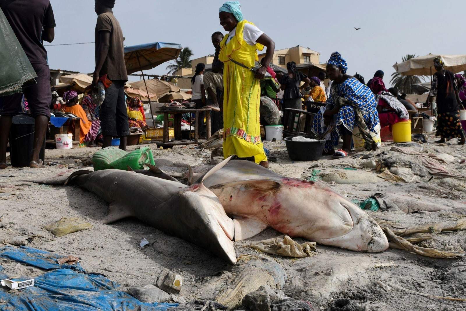The Blue Economy Shift: How Senegalese Women Are Reshaping Marine ...